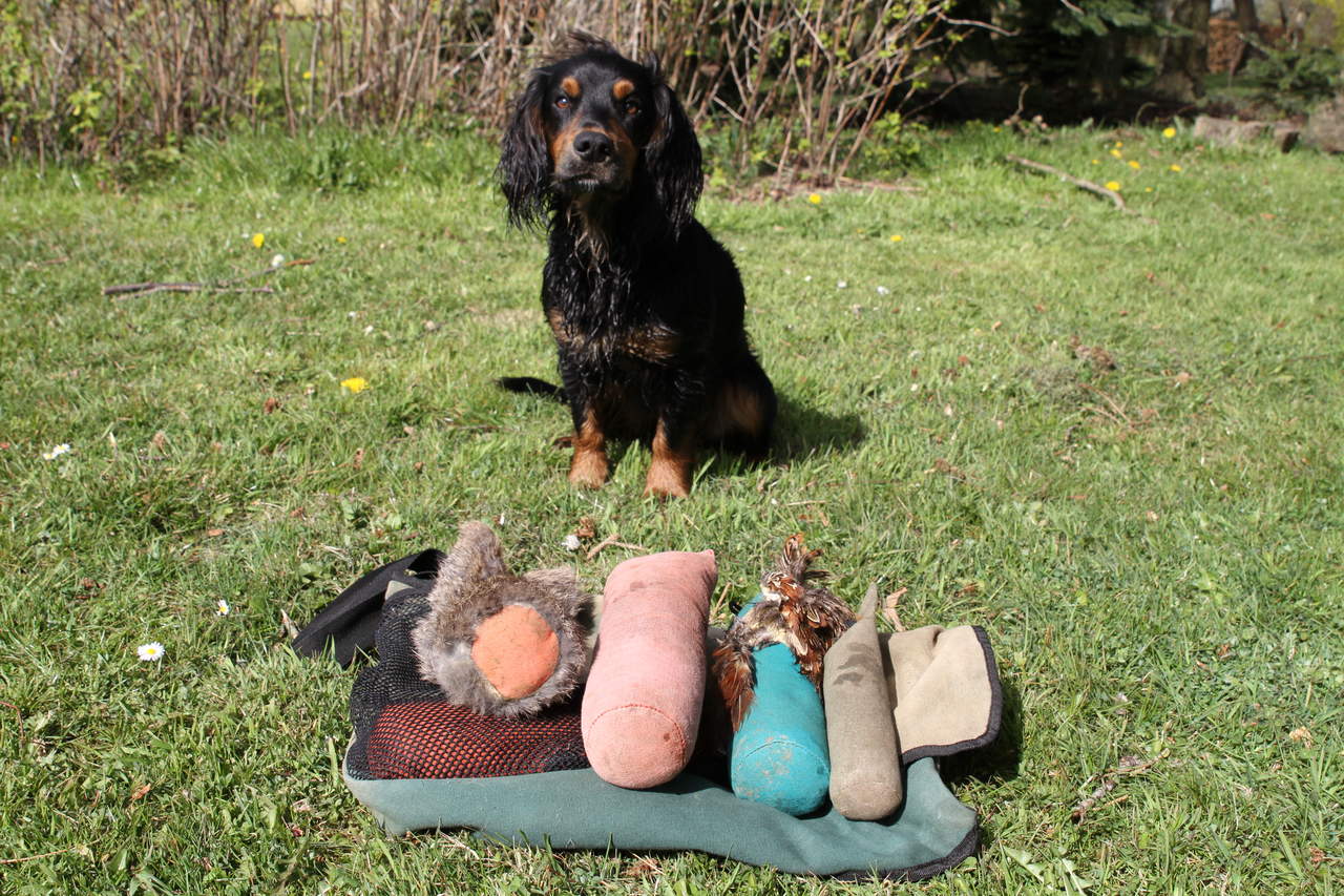 jagthunde træning20 - Jacob Kamman